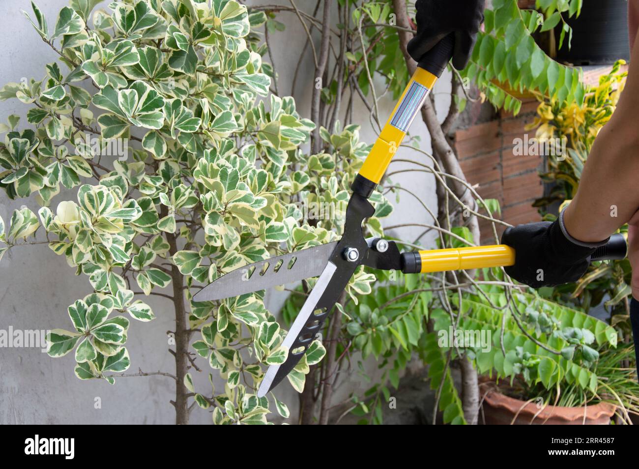 Farmer uses pruning shears yellow pruning scissors Stock Photo - Alamy