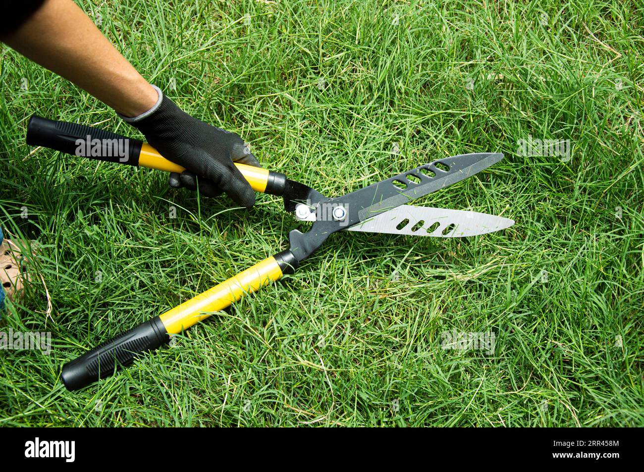 A farmer uses scissors to cut the grass on the ground Stock Photo - Alamy