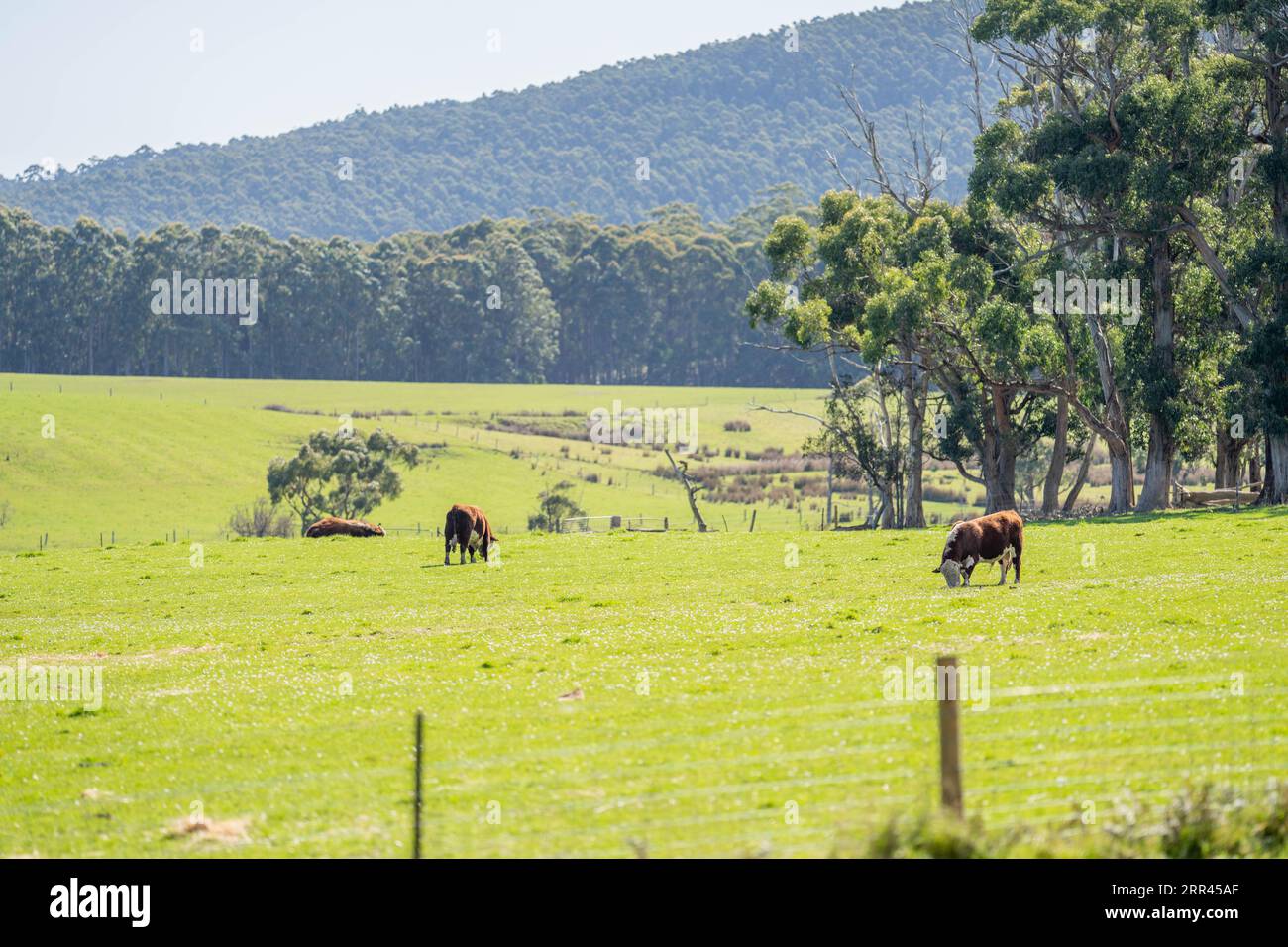 Hereford aberdeen angus in hi-res stock photography and images - Alamy