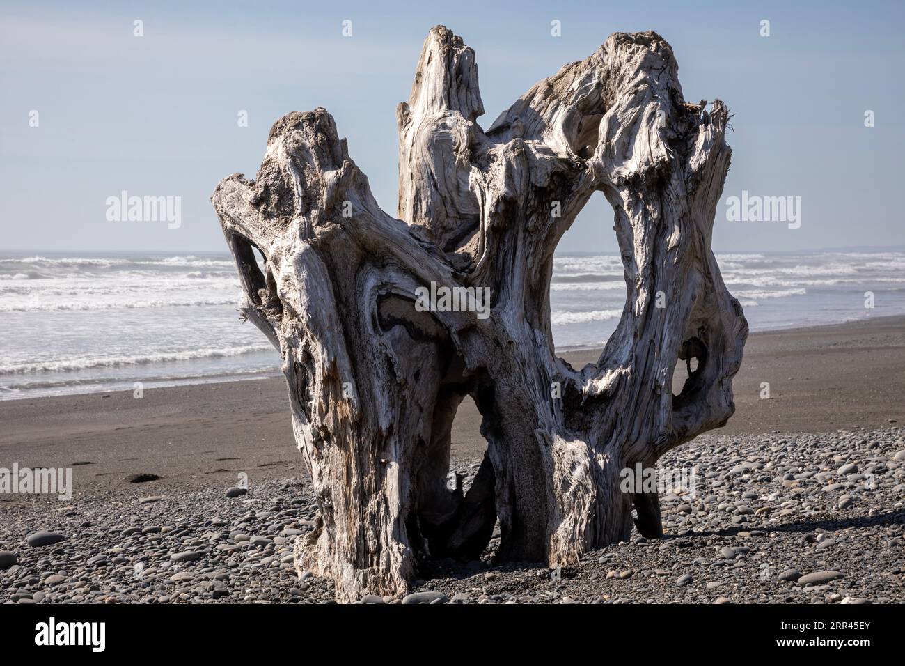 WA23550-00...WASHINGTON - Old root ball turned sideways on Beach 4 in ...