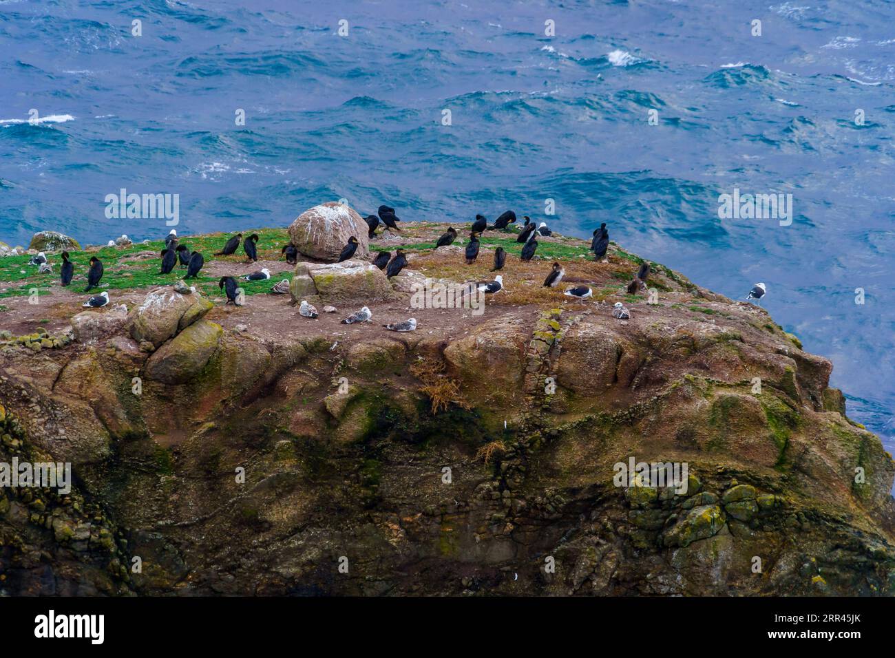 Various seabirds hi-res stock photography and images - Alamy