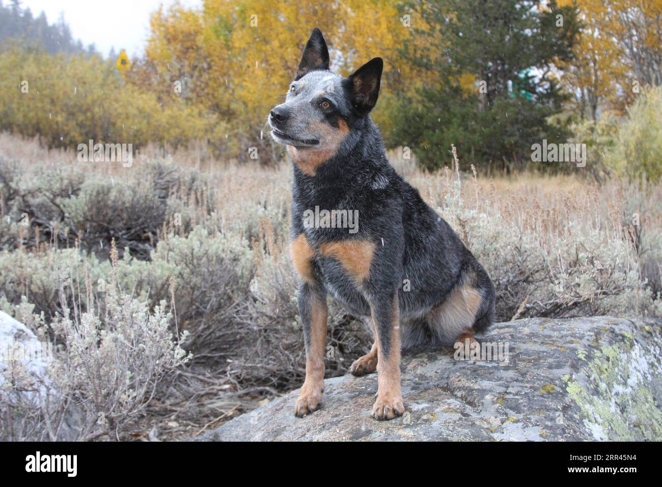 Austrailian Cattle Dog sitting on rock in bushes with autumn trees in ...