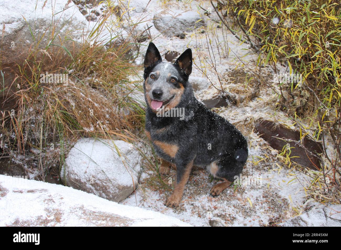 Austrailian Cattle Dog sitting in snow smiling Stock Photo - Alamy