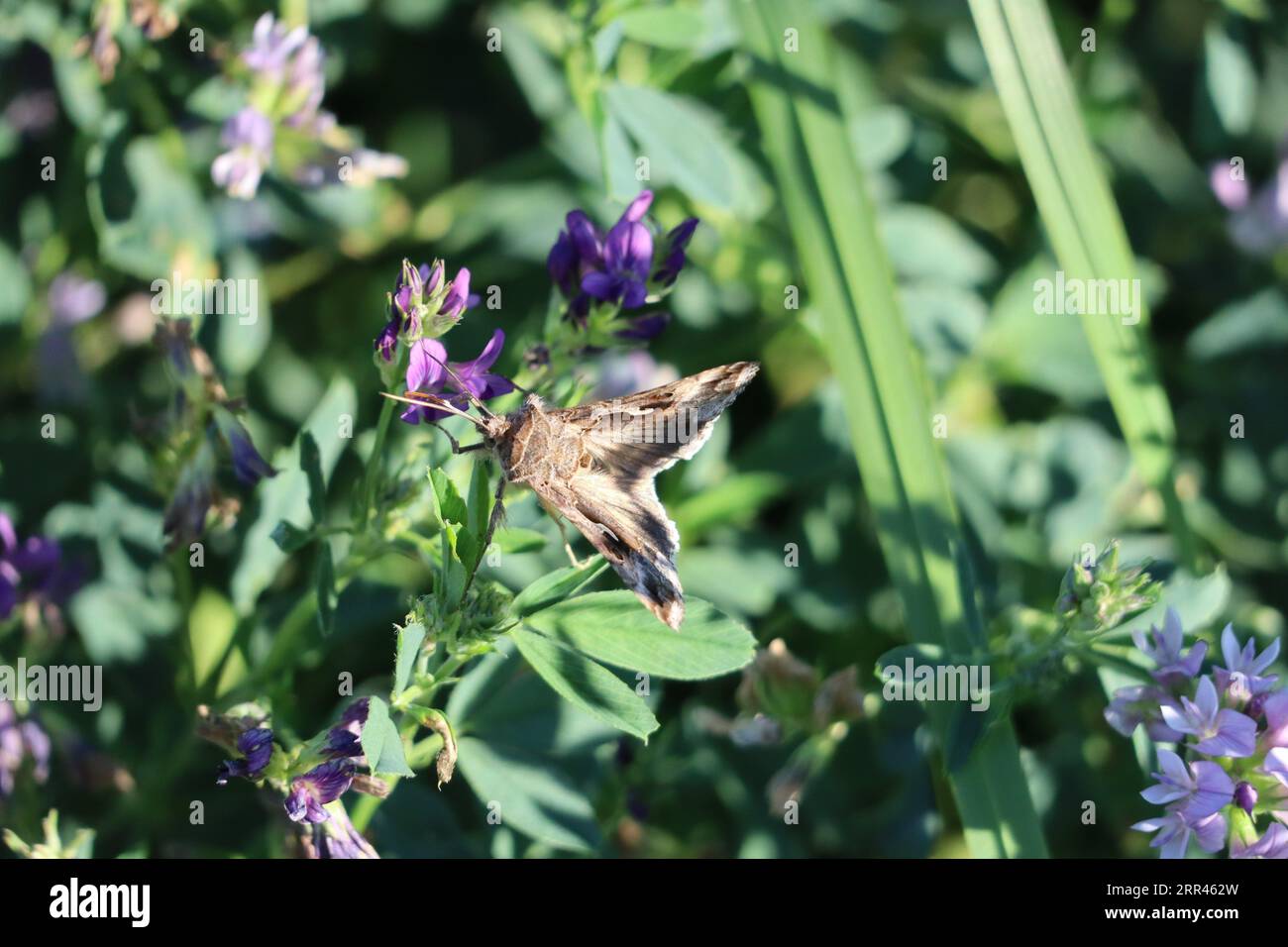Best known moth hi-res stock photography and images - Alamy