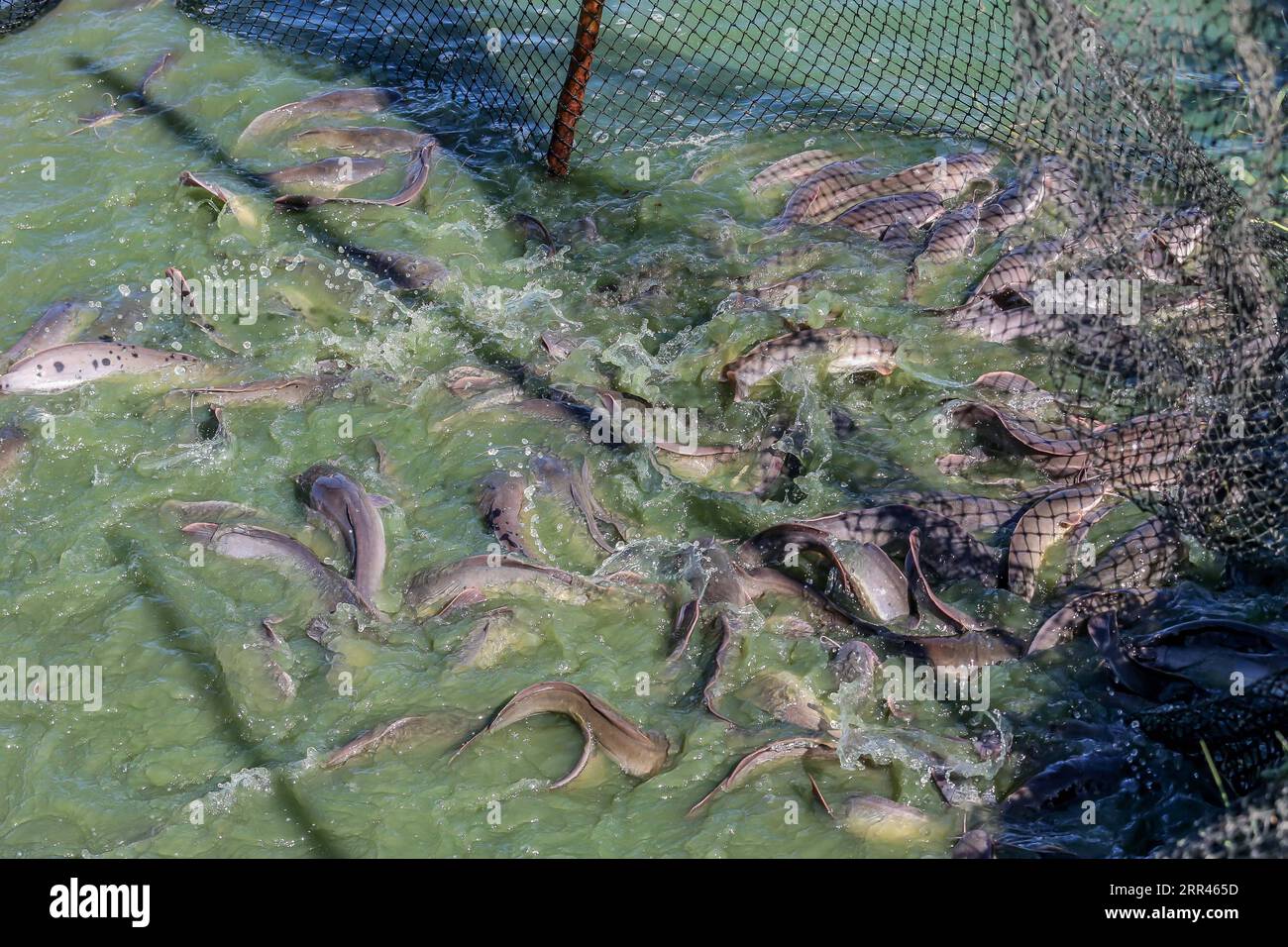 201121 -- BULACAN PROVINCE, Nov. 21, 2020 -- Catfish are seen at a fish ...