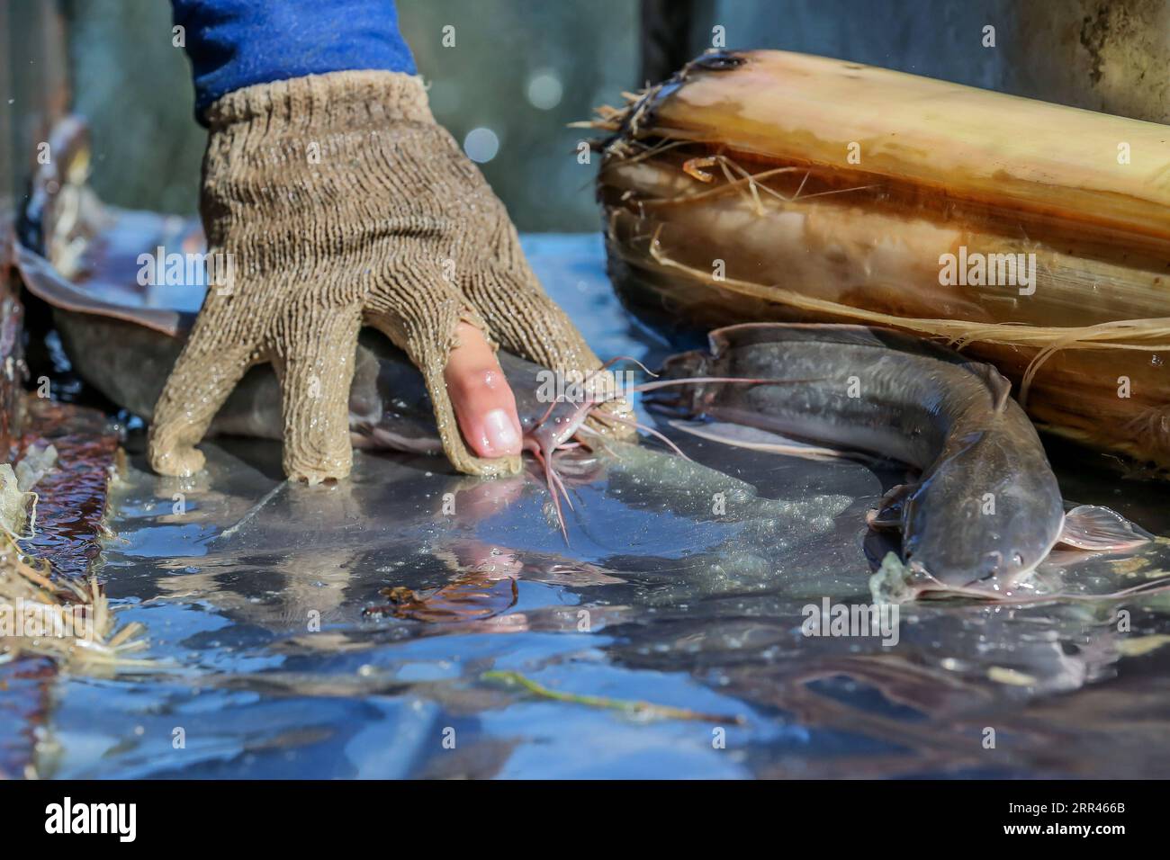 201121 -- BULACAN PROVINCE, Nov. 21, 2020 -- A fisherman sorts catfish ...
