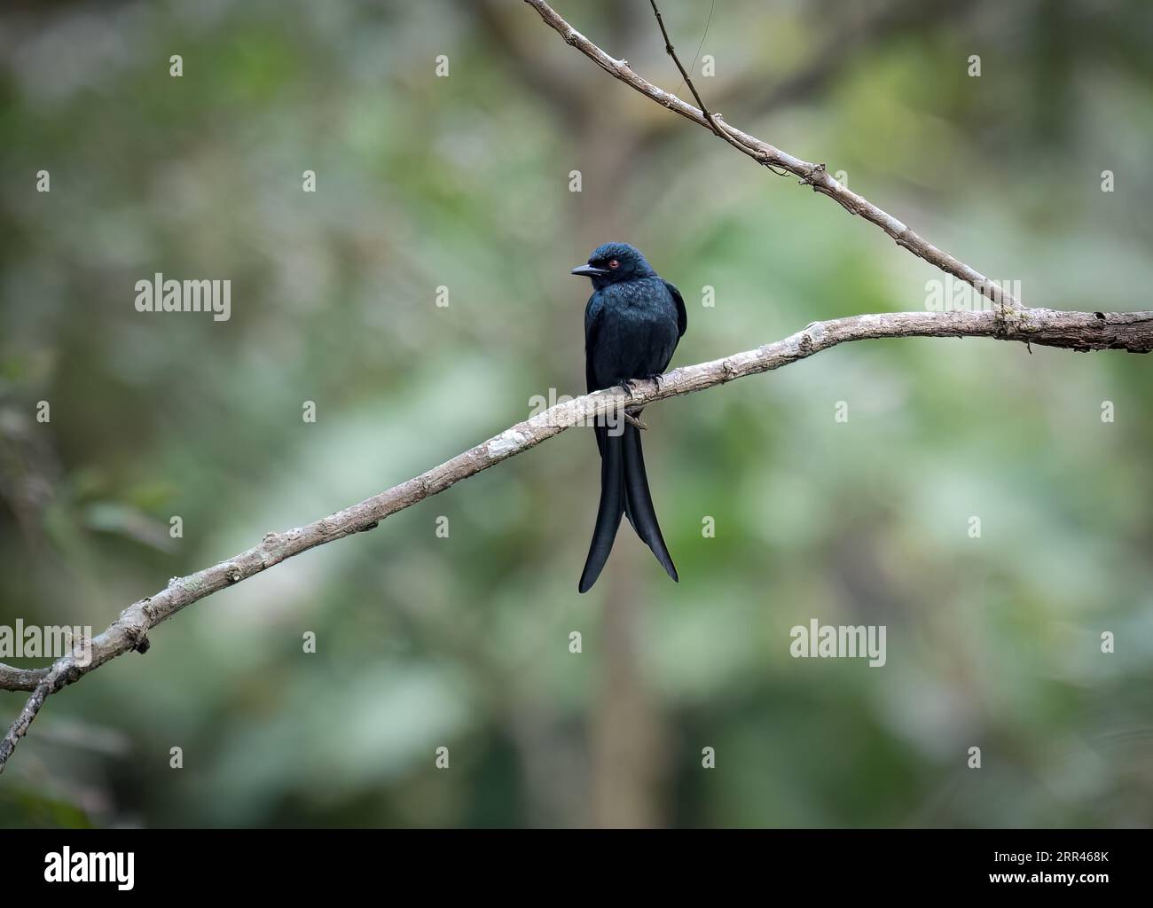 Screaming Cowbird