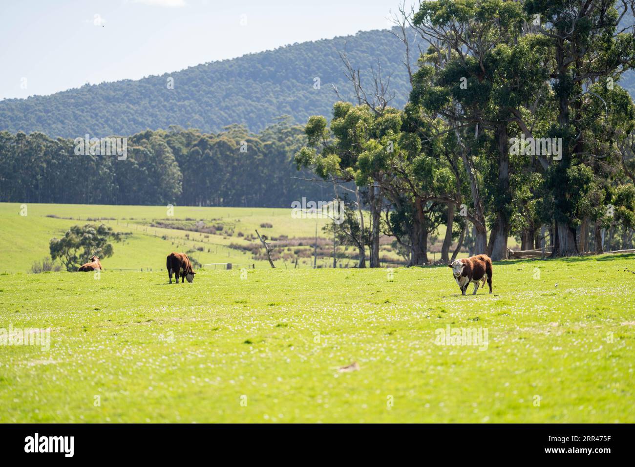 Hereford aberdeen angus in hi-res stock photography and images - Alamy
