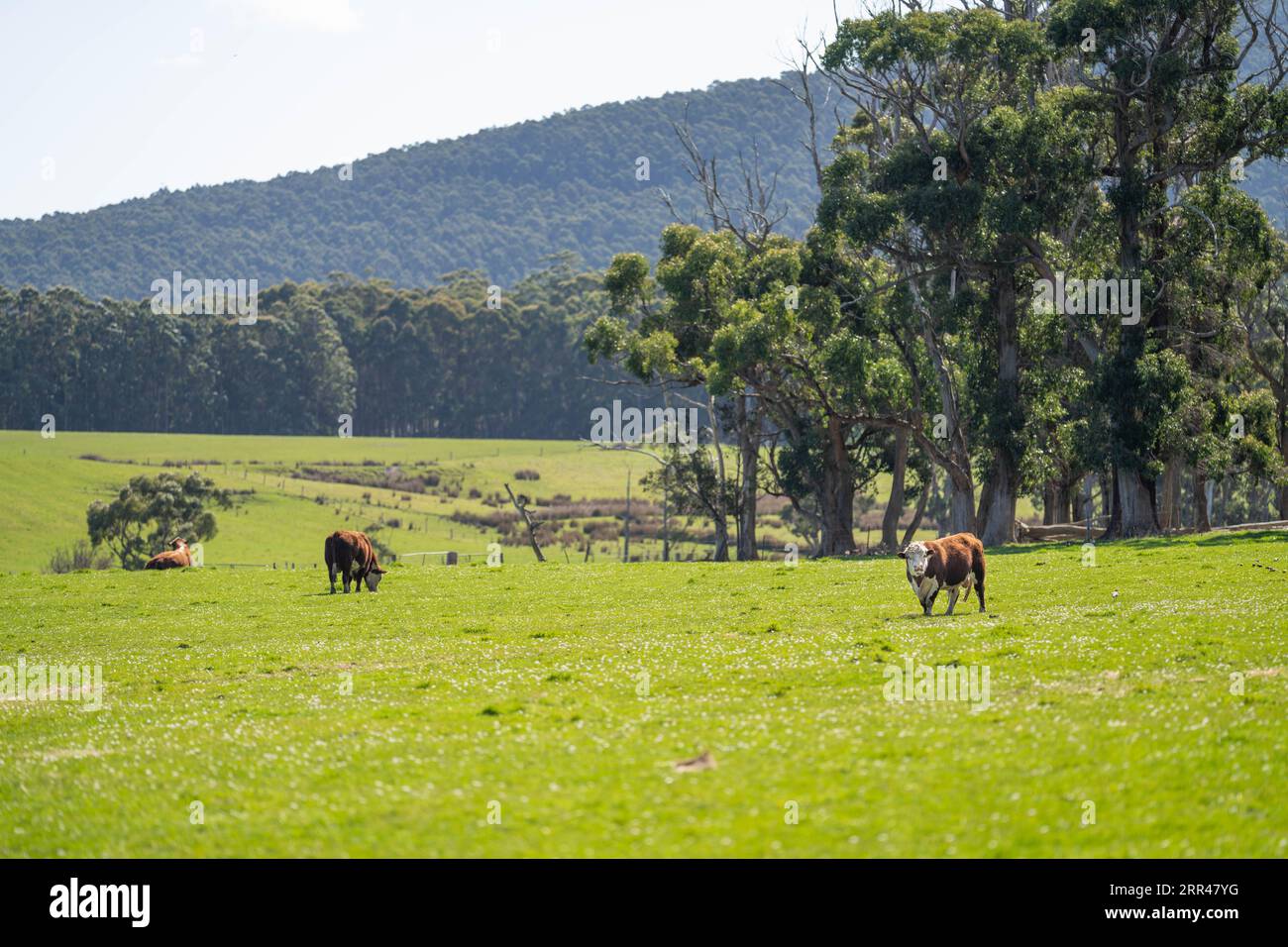 Hereford aberdeen angus in hi-res stock photography and images - Alamy