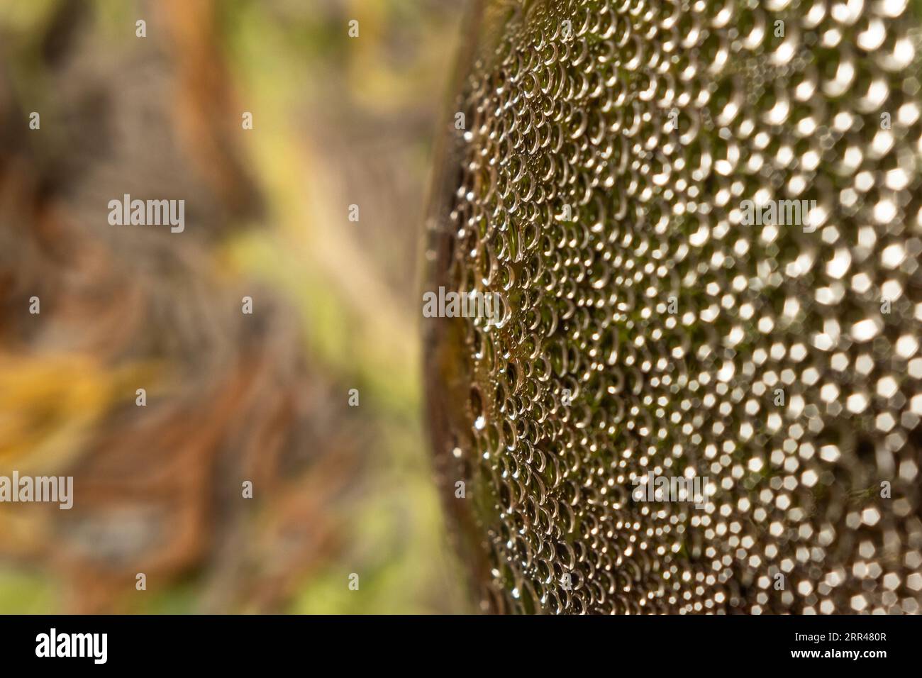 Goiania, Goias, Brazil – September 06, 2023: Texture detail of water ...