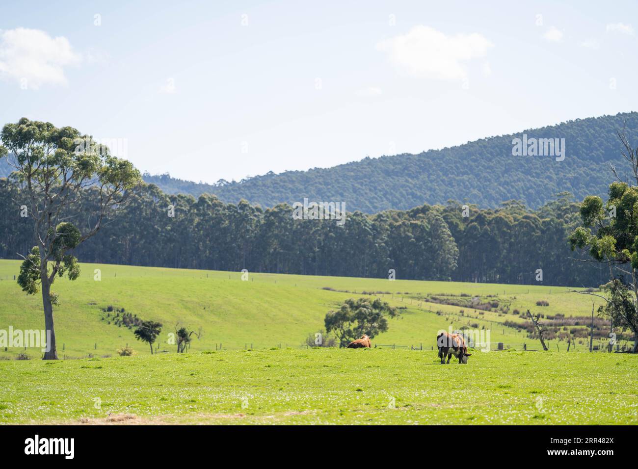 hereford bull in a paddock on a farm Stock Photo - Alamy