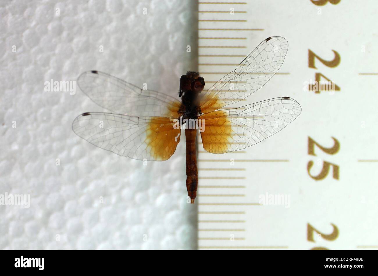 201124 -- CHENGDU, Nov. 24, 2020 -- Photo taken on Oct. 16, 2020 shows ...