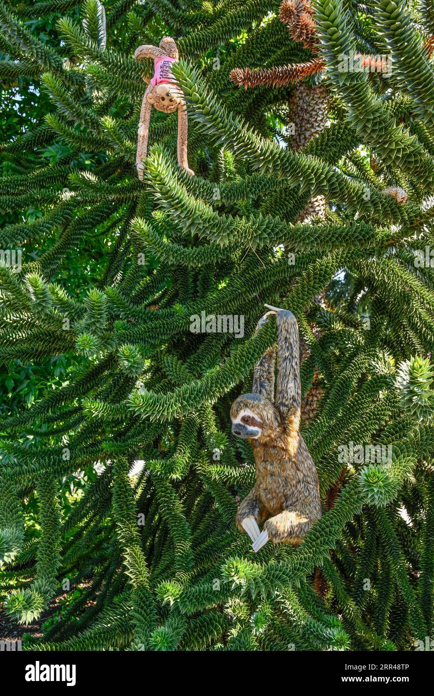 Stuffed toy monkeys in Monkey puzzle tree Stock Photo - Alamy