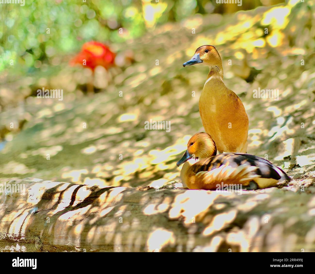 Beautiful avian creatures hi-res stock photography and images - Alamy