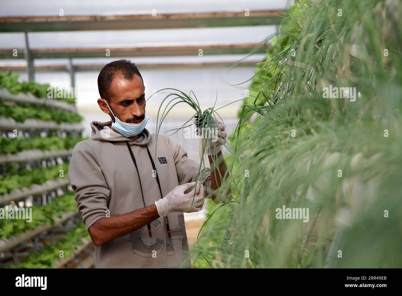 Gaza, Hydroponik-Farm in Beit Lahia 201126 -- GAZA, Nov. 26, 2020 ...
