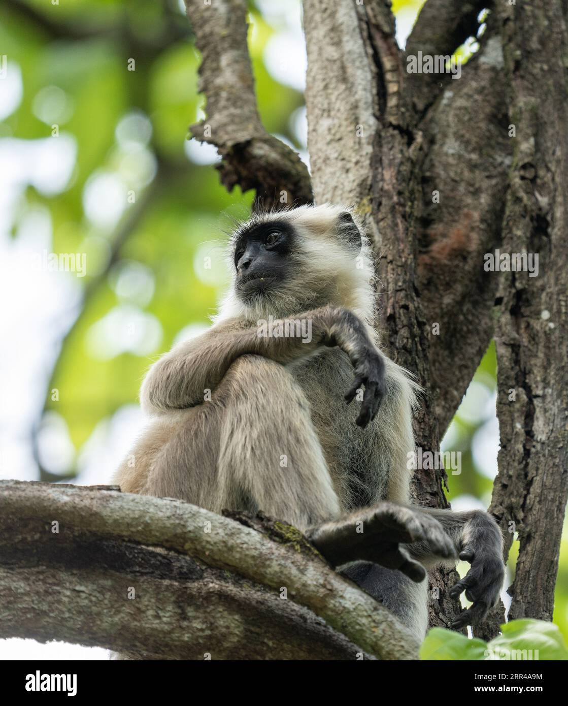 A close-up of a monkey perched on the branch of a tree, with its arms ...