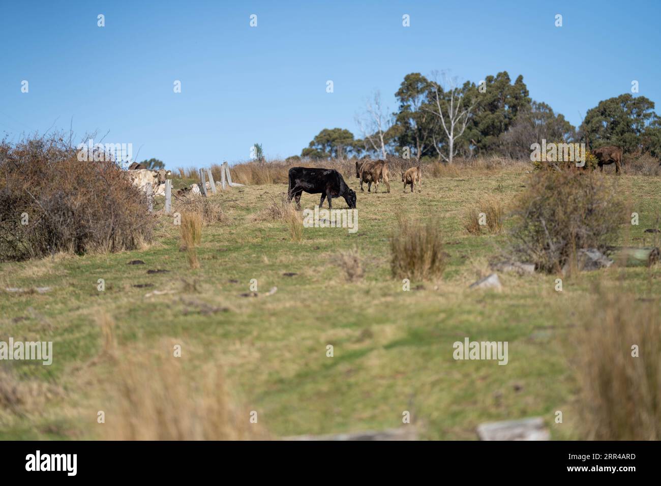 beef cattle, herd of cows in the outback in spring Stock Photo - Alamy
