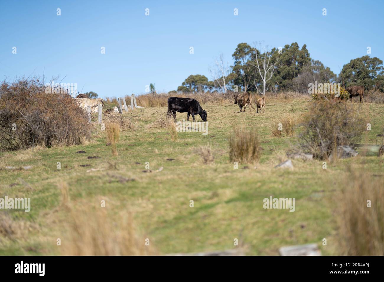 beef cattle, herd of cows in the outback in spring Stock Photo - Alamy