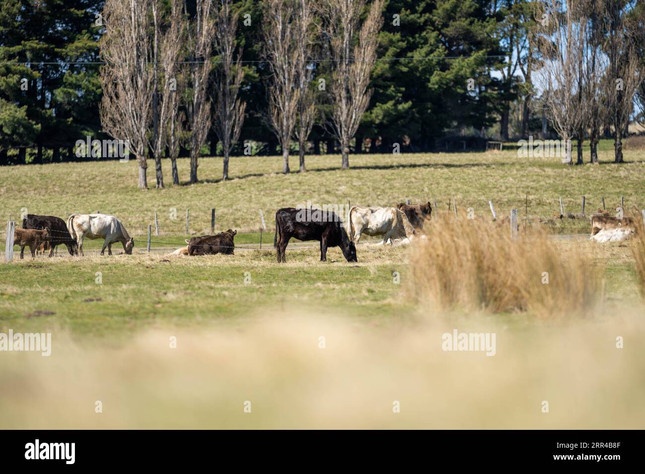 beef cattle, herd of cows in the outback in spring Stock Photo - Alamy