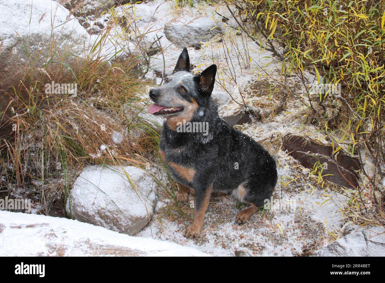 Austrailian Cattle Dog sitting in snow looking up smiling Stock Photo ...