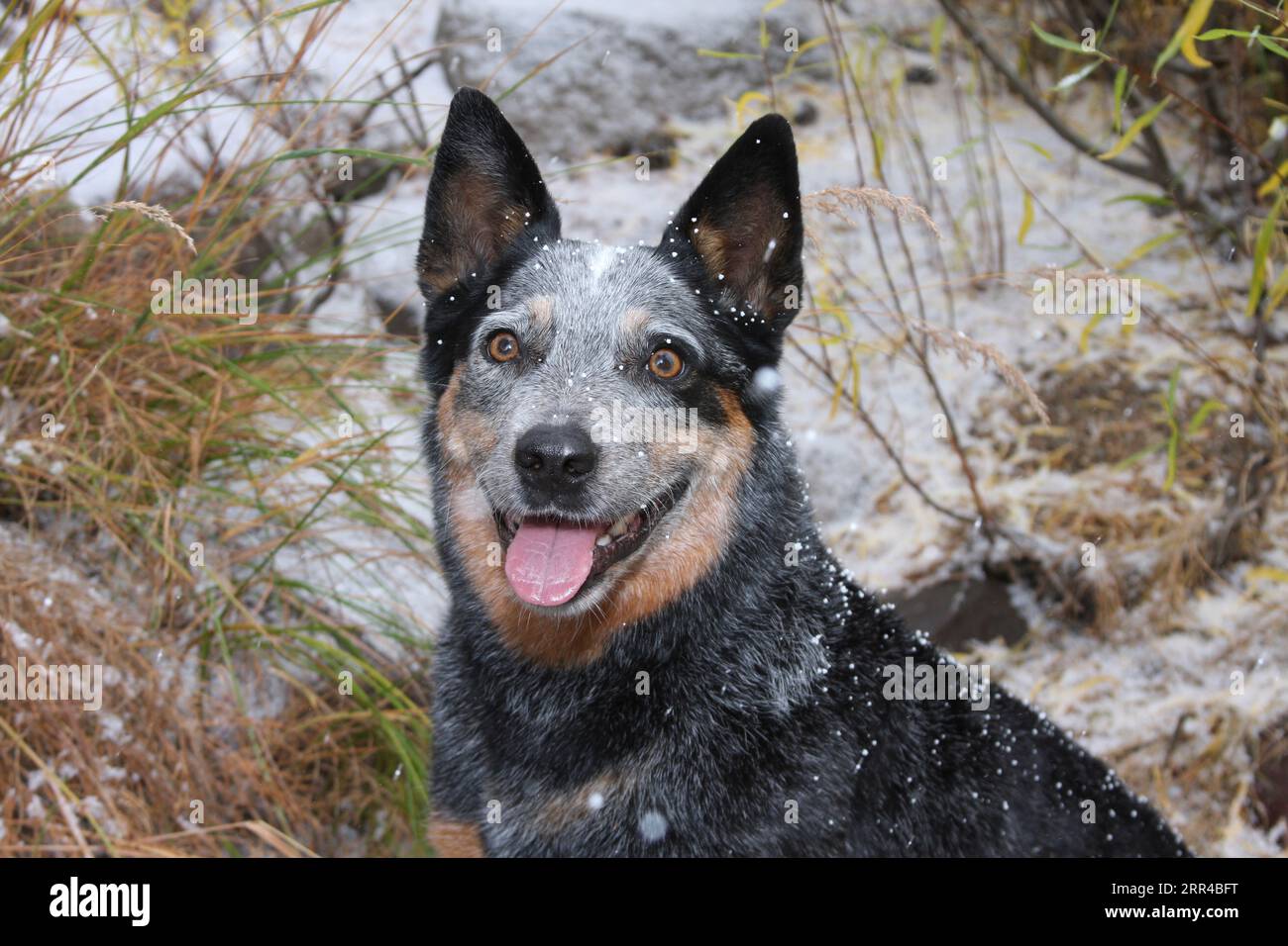 Australian Cattle Dog Doberman Mix