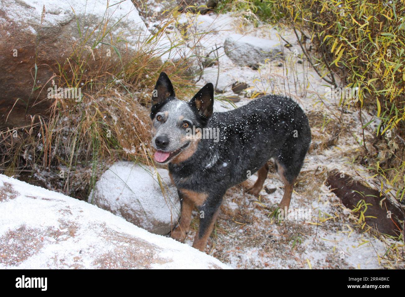 Austrailian Cattle Dog standing in snow looking up Stock Photo - Alamy