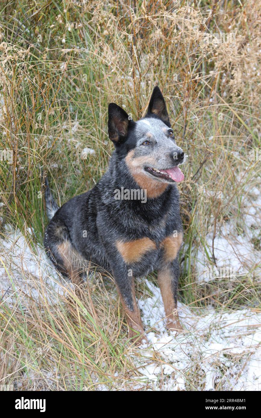 Austrailian Cattle Dog sitting in a meadow with snow on ground Stock ...