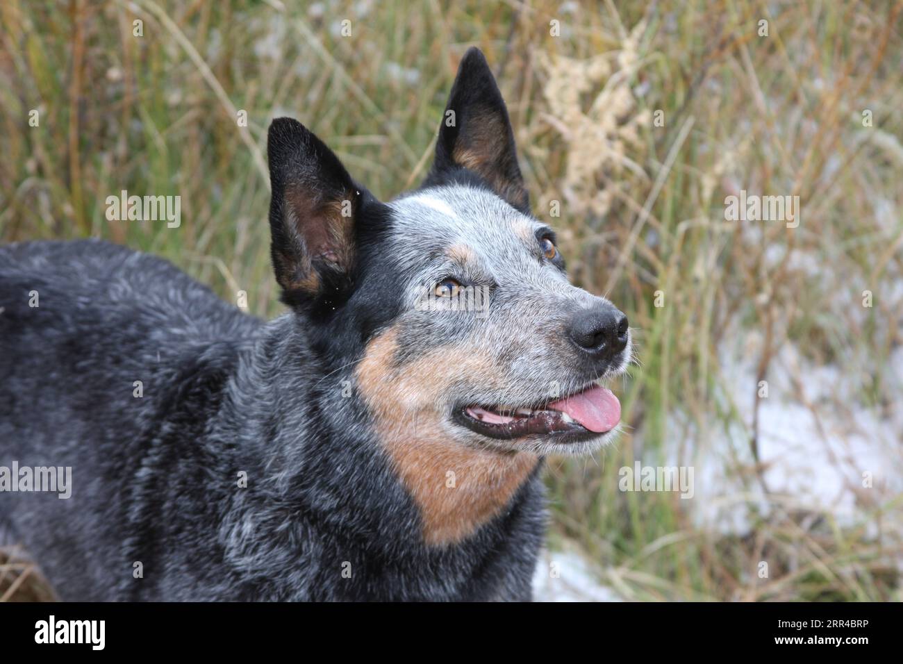 Austrailian Cattle Dog standing in a meadow with snow on ground Stock ...
