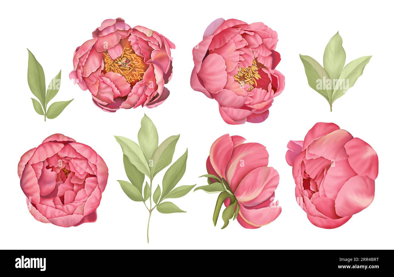 Set of pink peonies. Hand-drawn illustration Stock Photo - Alamy