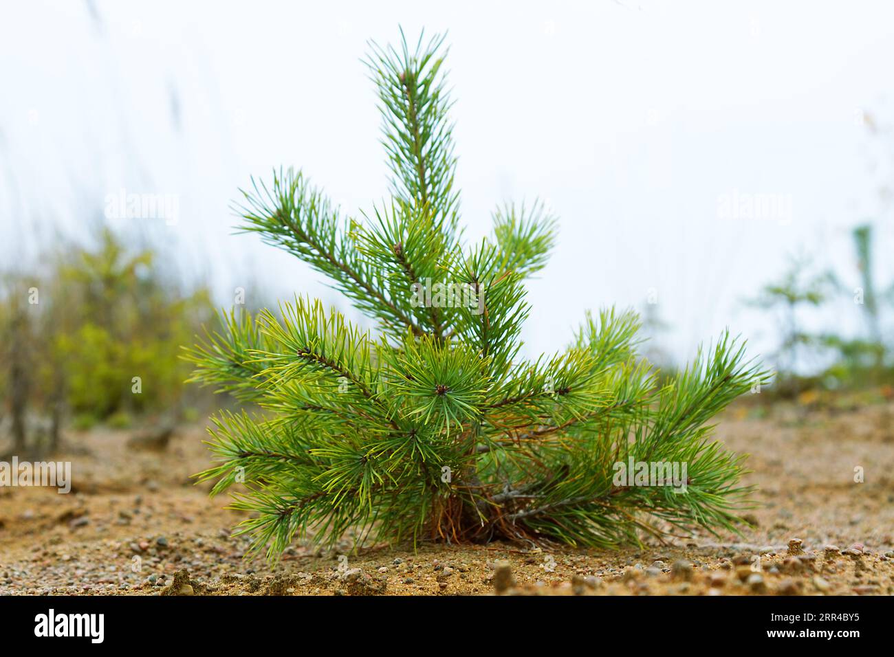 Forestry. Saplings of pine grow in a sandy clearing in the northern ...