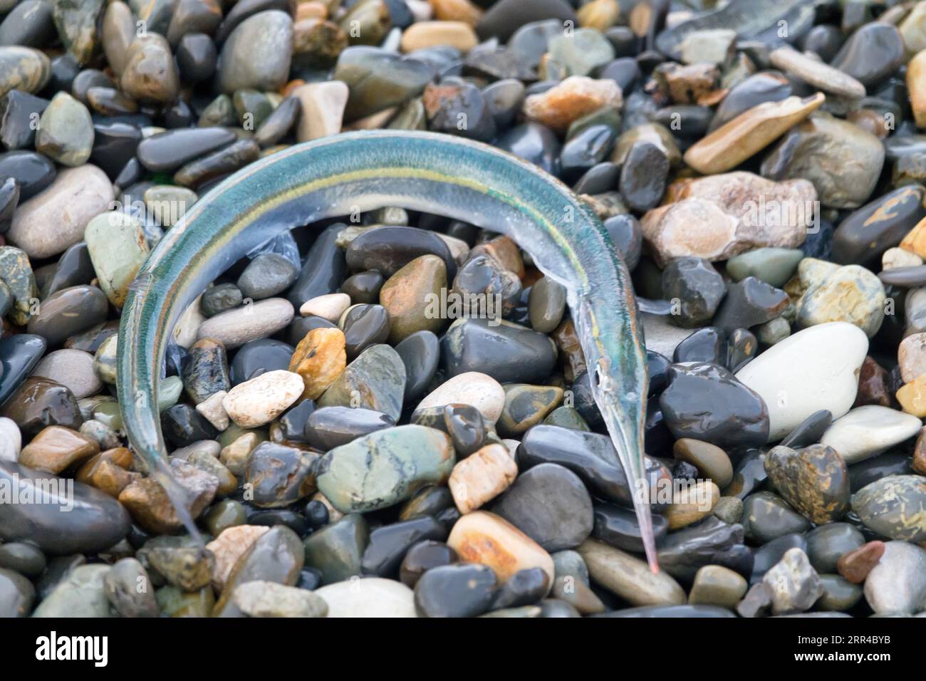 Sargan fish on a pebble beach. Europian Garfish (Belone belone) in ...