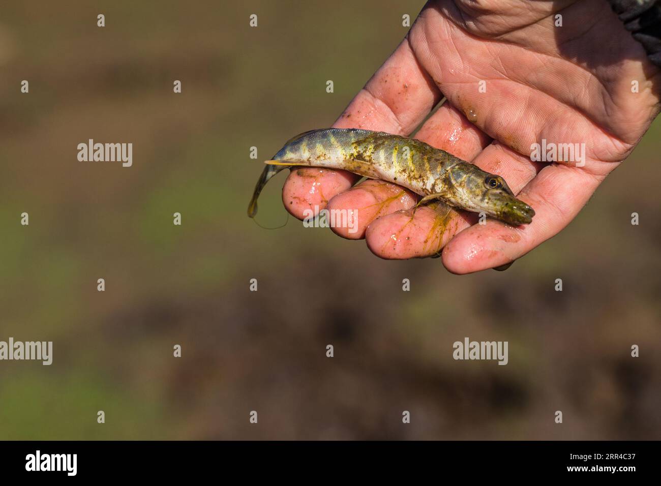 Drying lake. Fish rescue. The pike (pikelet) got into the residual ...