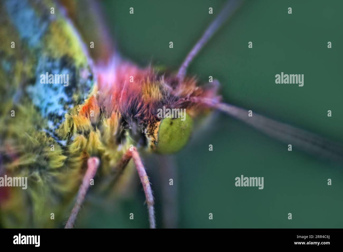 High magnification butterfly jaundice hi-res stock photography and ...