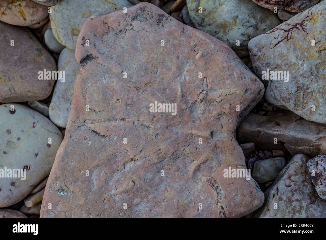 Fossil, ichnofossil - paleontological study, natural history ...