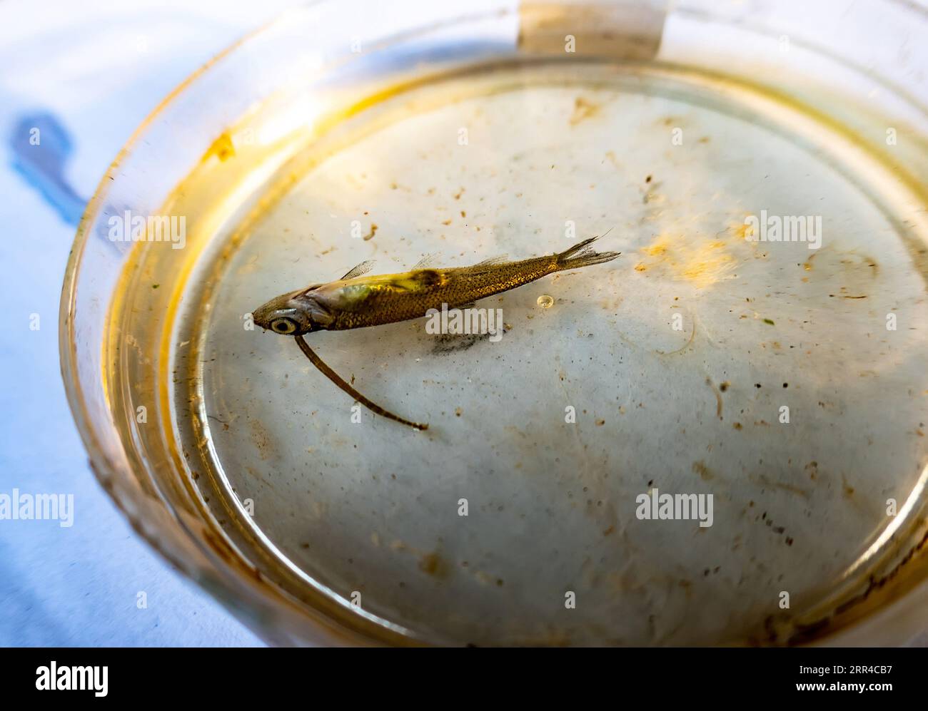 Scolecology. Fish leech (Piscicola geometra, Piscicolidae, Annelida ...