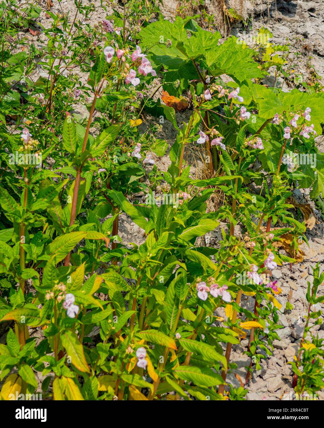 Plants that live in limestone outcrops: calciphil (lime-loving crop ...