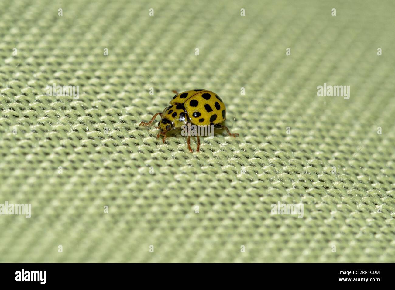 Beauty yellow blob hi-res stock photography and images - Alamy