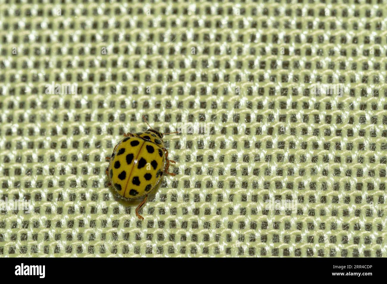 Beauty yellow blob hi-res stock photography and images - Alamy