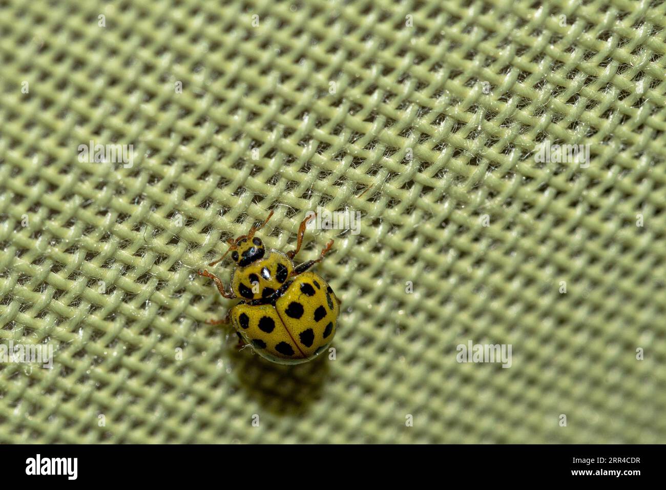 Beauty yellow blob hi-res stock photography and images - Alamy