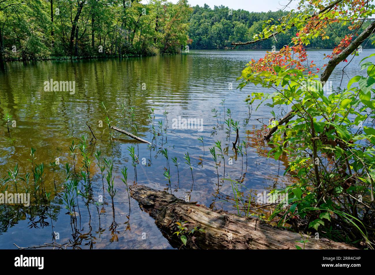 The shoreline at a lake with a log in the water surrounded by aquatic ...