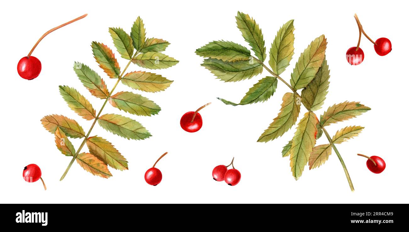 Set of autumn rowan leaves and single red ripe berries. Leaf, sorbus ...