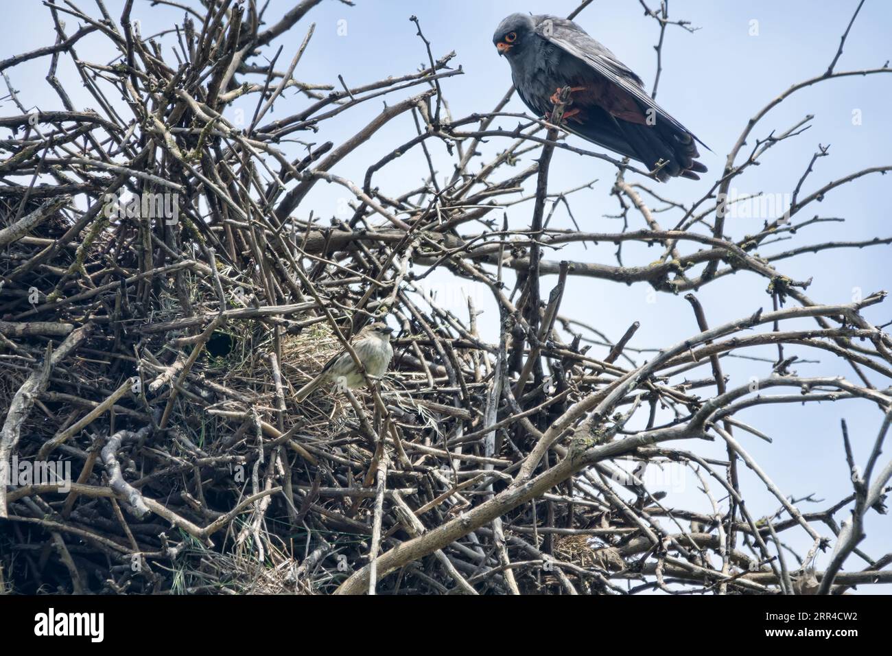 Complex one-sided symbiosis, or synoikia. Rook built nest. Red-footed ...