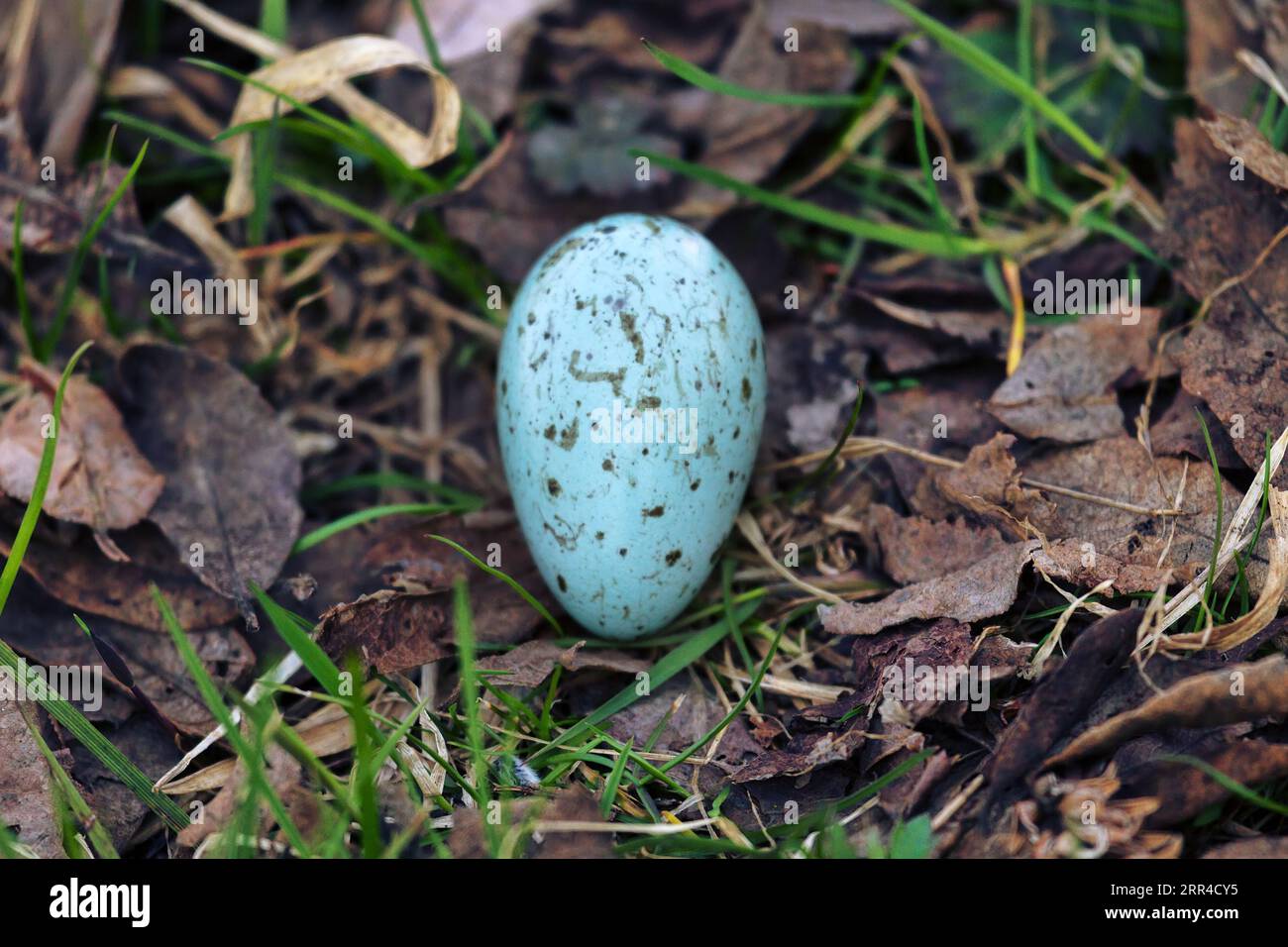 Oology. Egg of Hooded crow (Corvus cornix) from rural nest. Variegated egg (spotting shell Stock ...