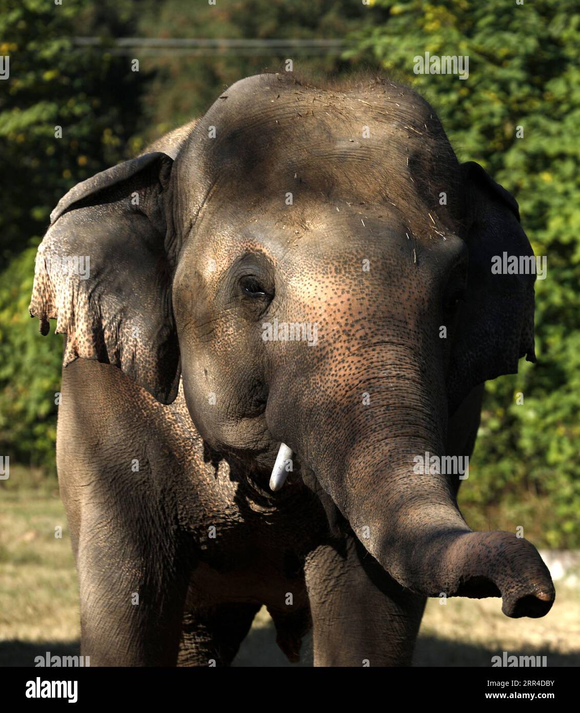 201130 -- ISLAMABAD, Nov. 30, 2020 -- Photo taken on Nov. 27, 2020 ...