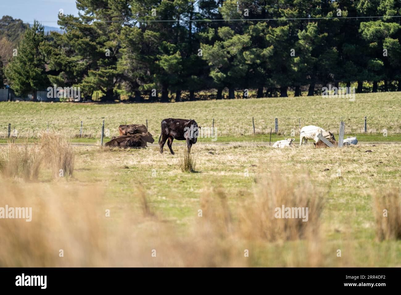 murray grey cows on a farm in america texas Stock Photo - Alamy