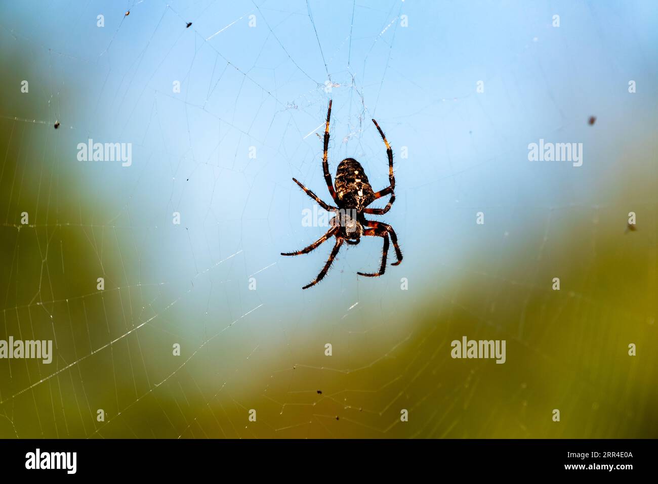 Closeup of a spider in a web against blurred blue and green background ...