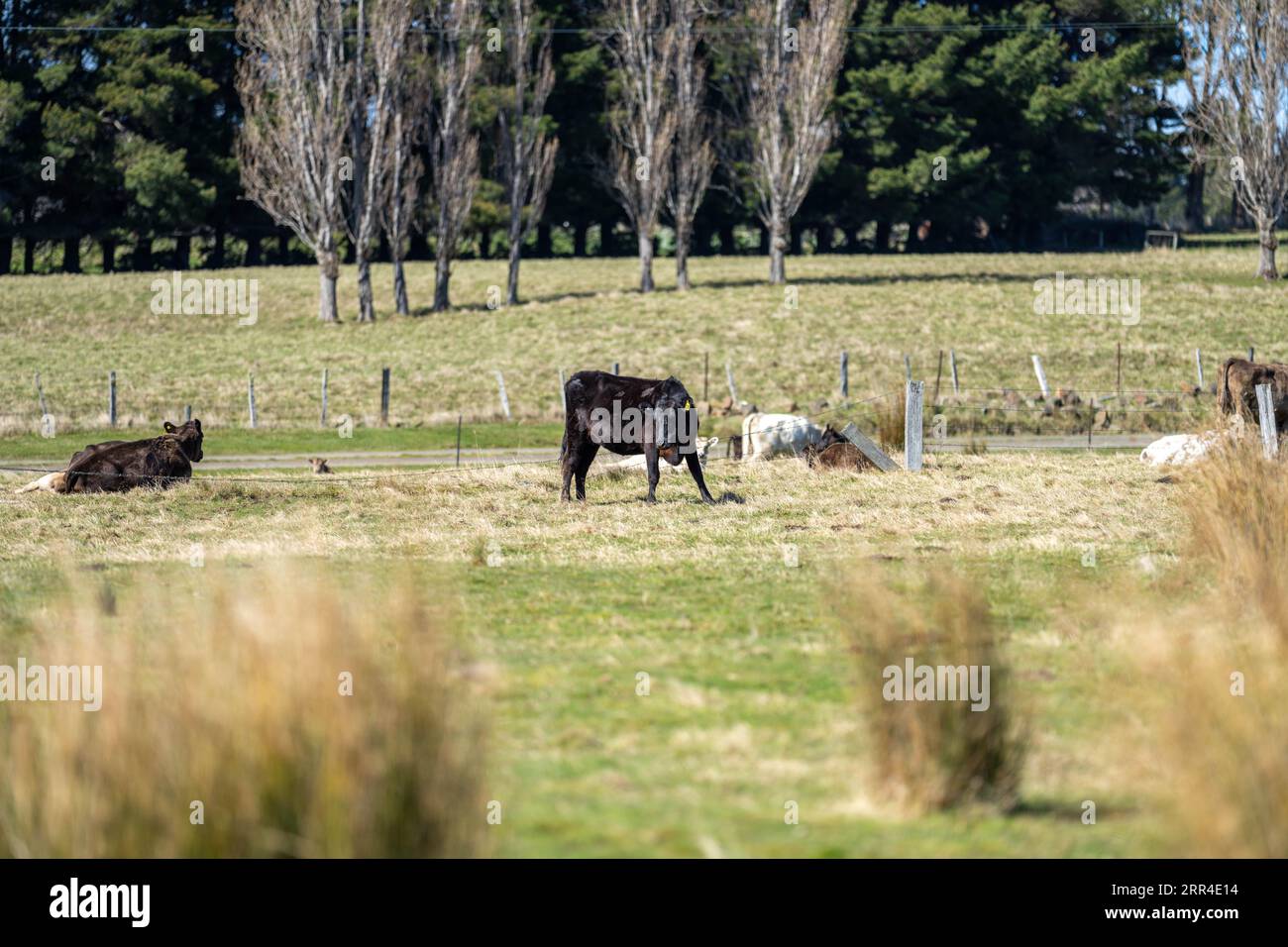 Grey brahman bull hi-res stock photography and images - Alamy