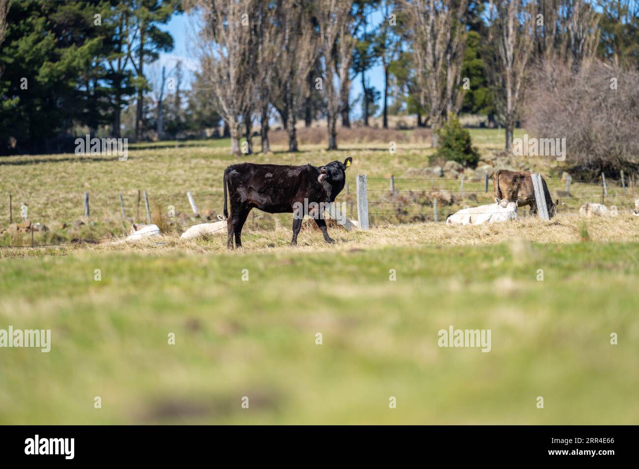 murray grey cows on a farm in america texas Stock Photo - Alamy