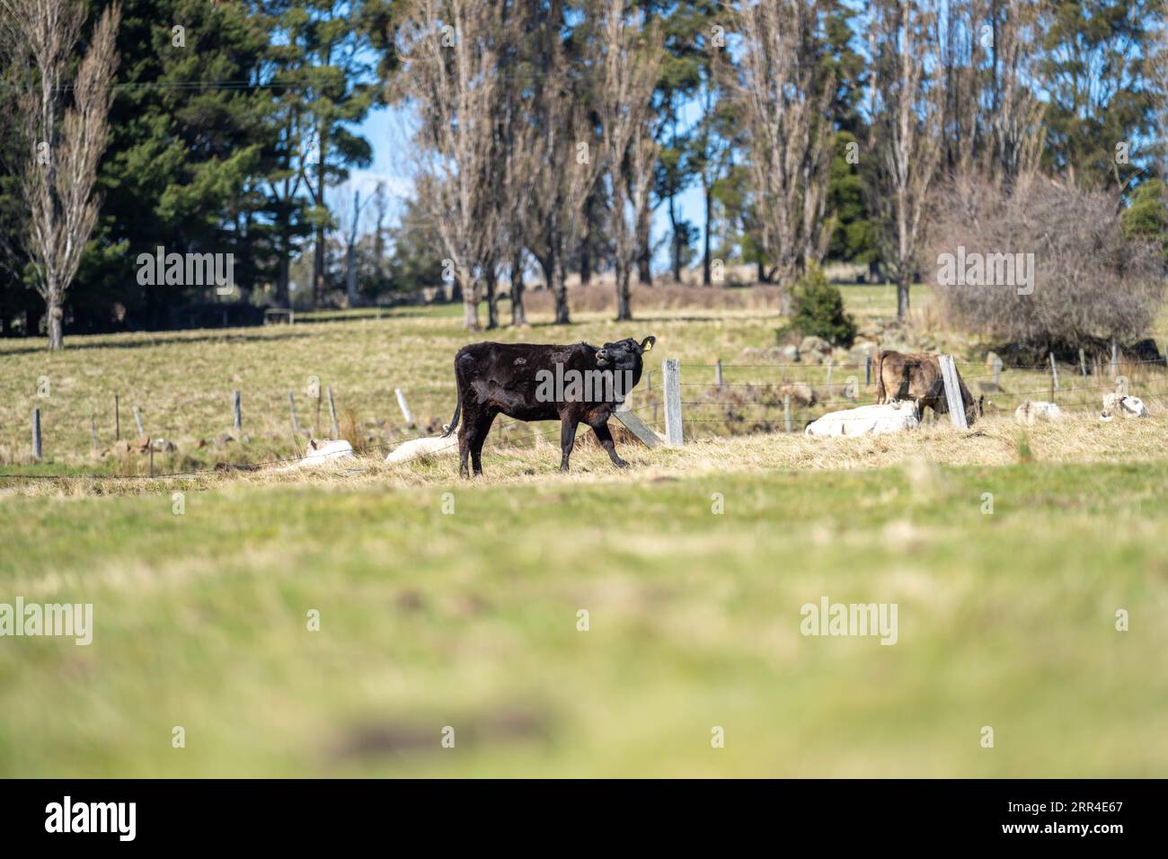 murray grey cows on a farm in america texas Stock Photo - Alamy