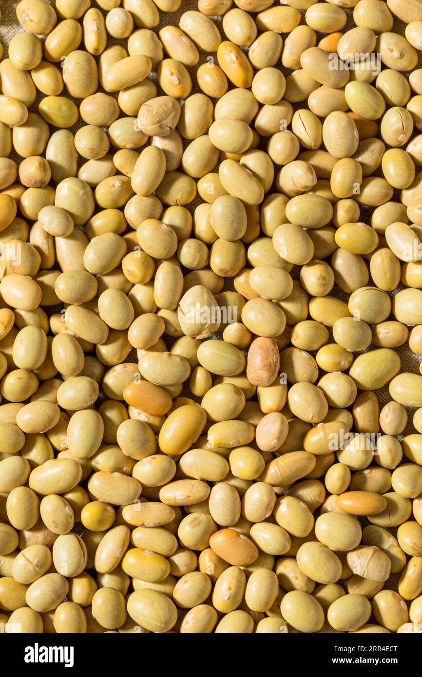 Mayacoba beans hi-res stock photography and images - Alamy